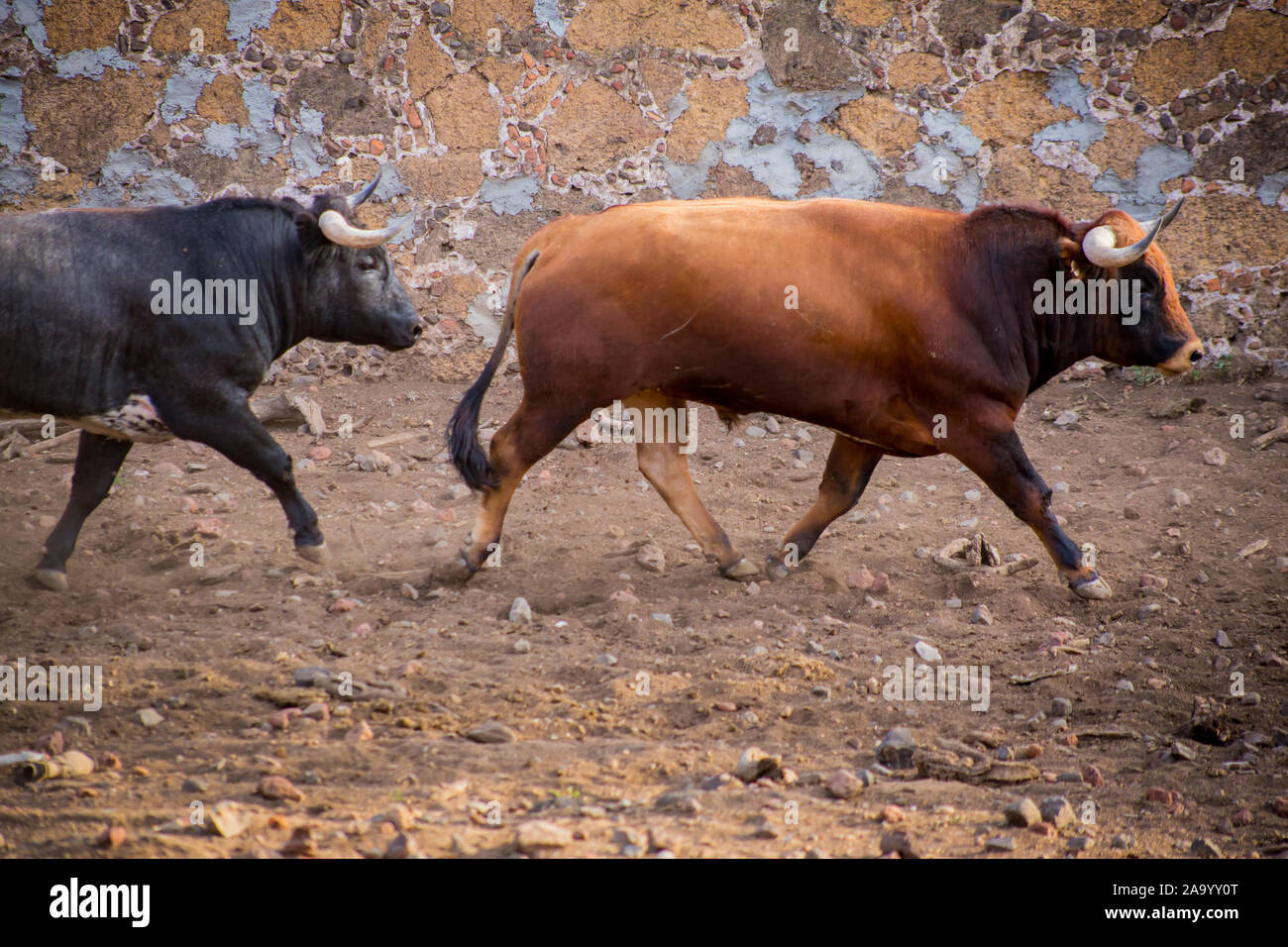 Bulls running in a cattle raising ranch in mexico in a cattle raising ...