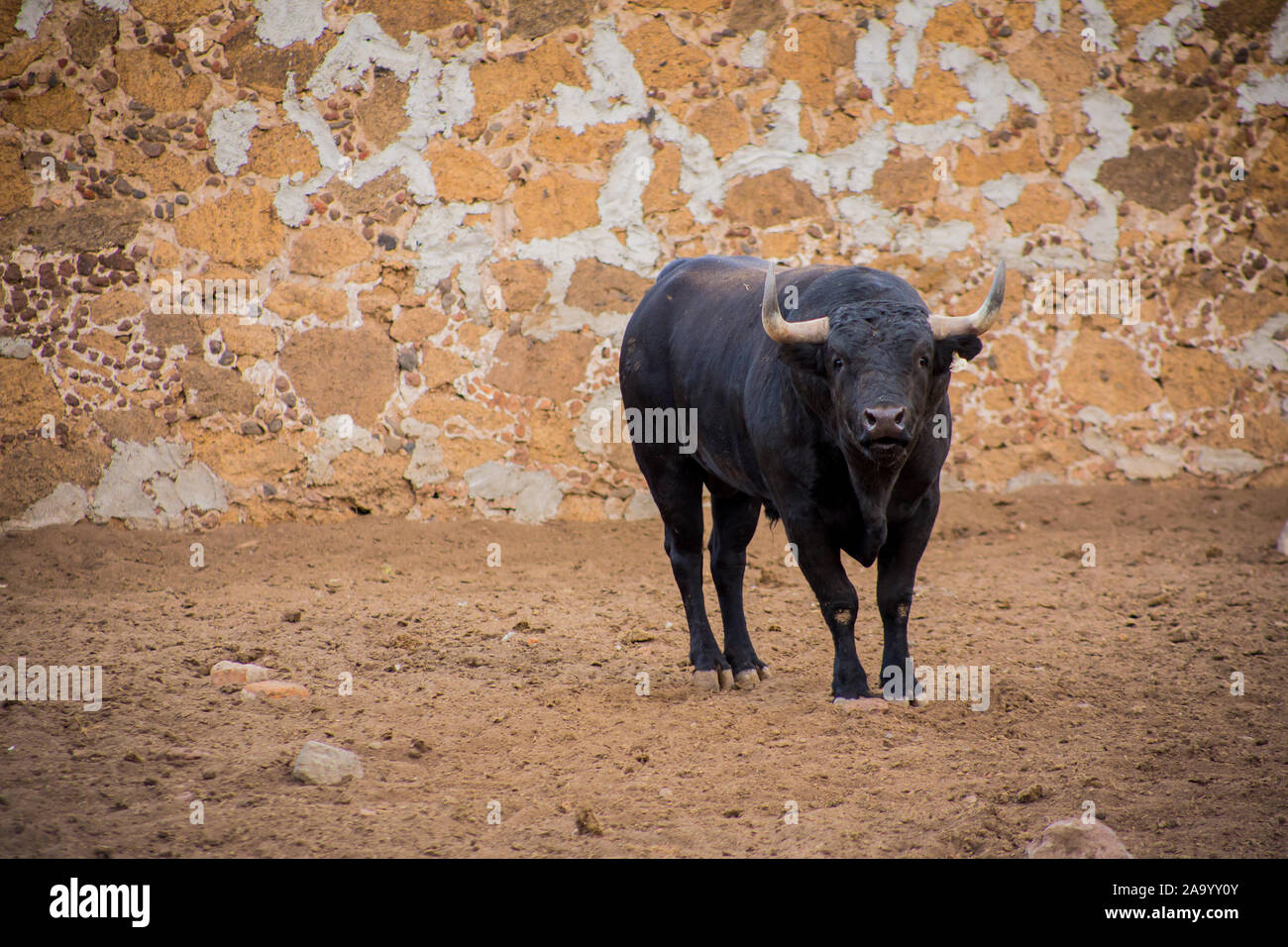 Bulls in a cattle raising ranch in mexico Stock Photo - Alamy