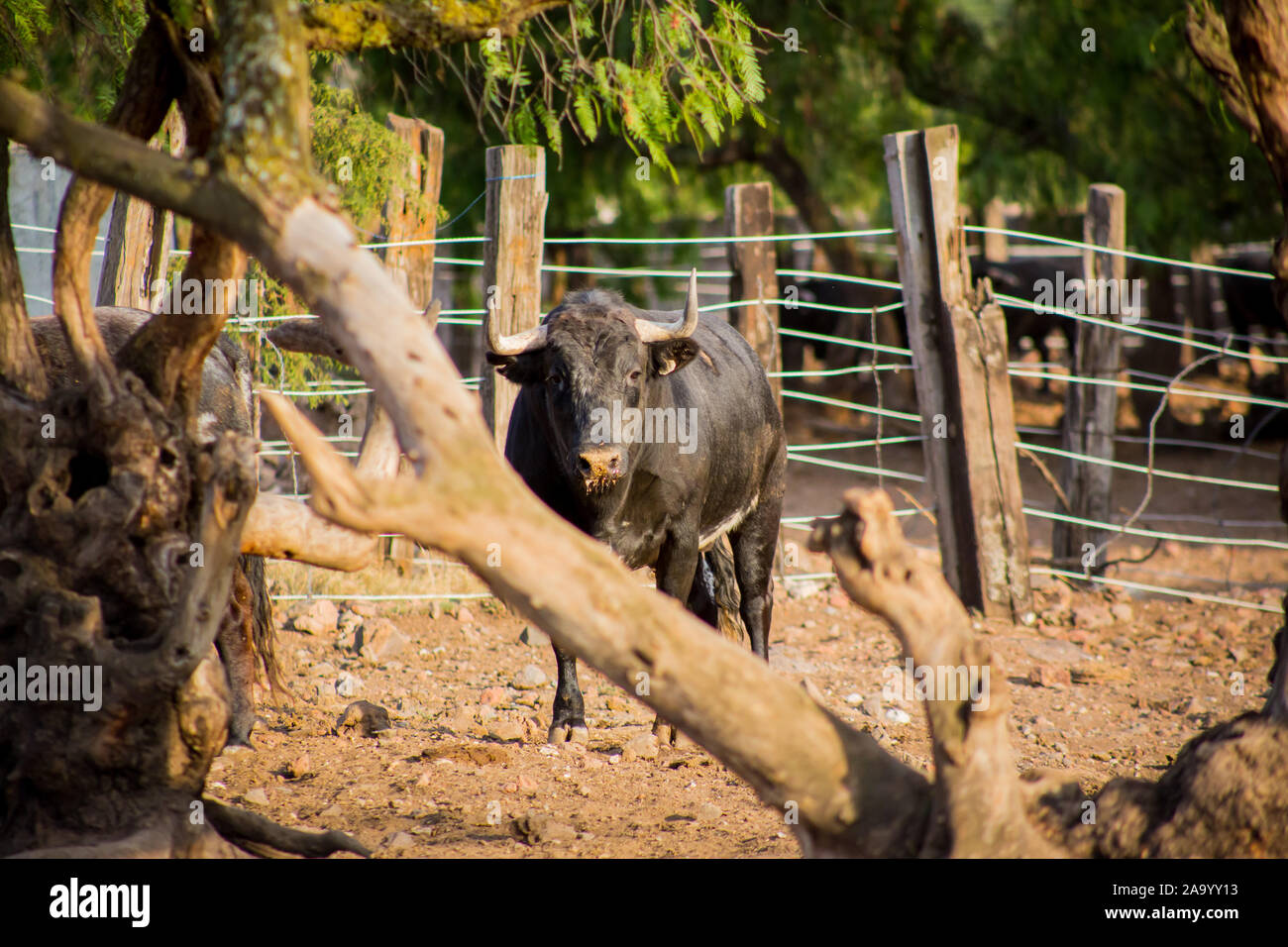 Bulls in a cattle raising ranch in mexico Stock Photo - Alamy