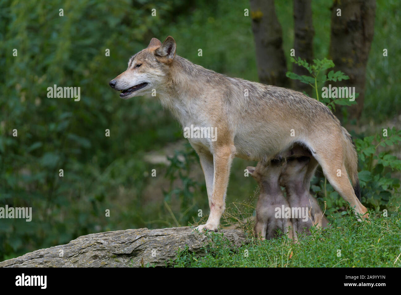 Wolf, Canis lupus, adult with cubs Stock Photo - Alamy