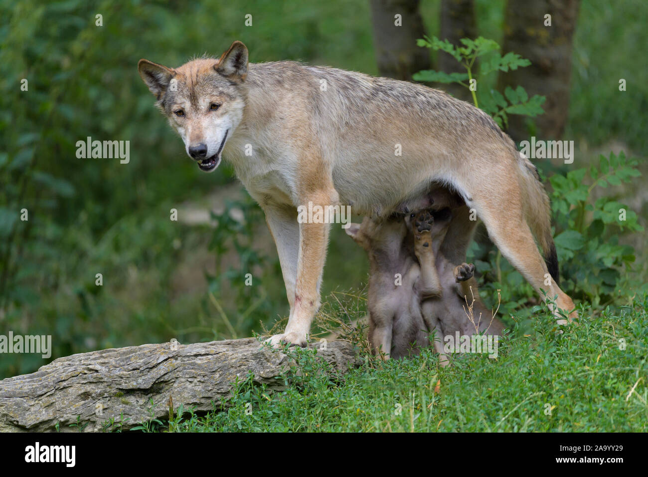 Wolf, Canis lupus, adult with cubs Stock Photo - Alamy