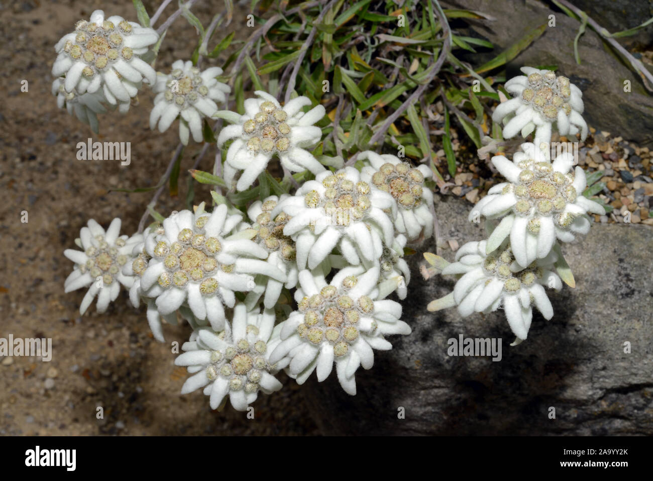 Plant found in the alps hi-res stock photography and images - Alamy