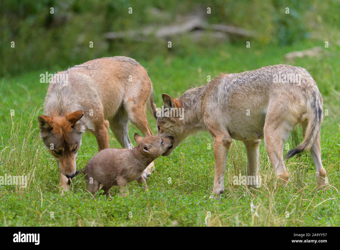 Wolf, Canis lupus, adult with cub Stock Photo - Alamy