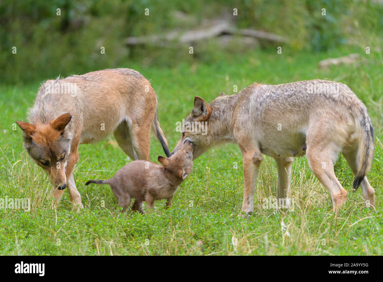 Wolf, Canis lupus, adult with cub Stock Photo - Alamy