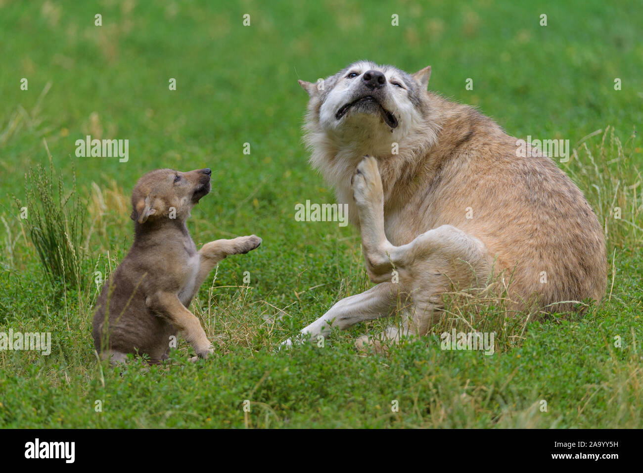 Wolf, Canis lupus, adult with cub Stock Photo - Alamy