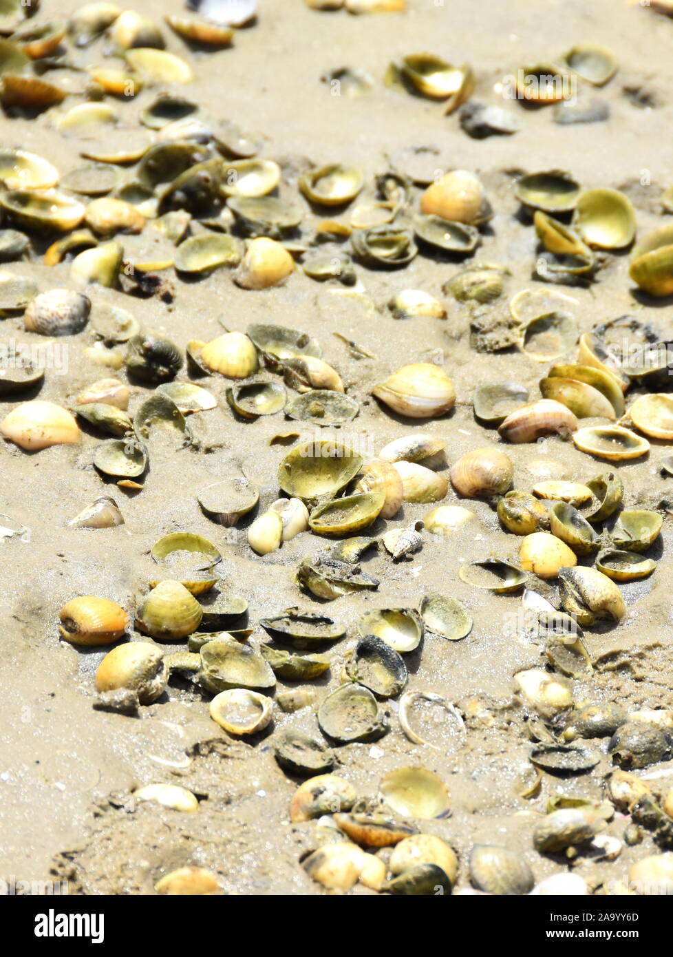 Lot of empty seashells laying on a sandy beach Stock Photo - Alamy