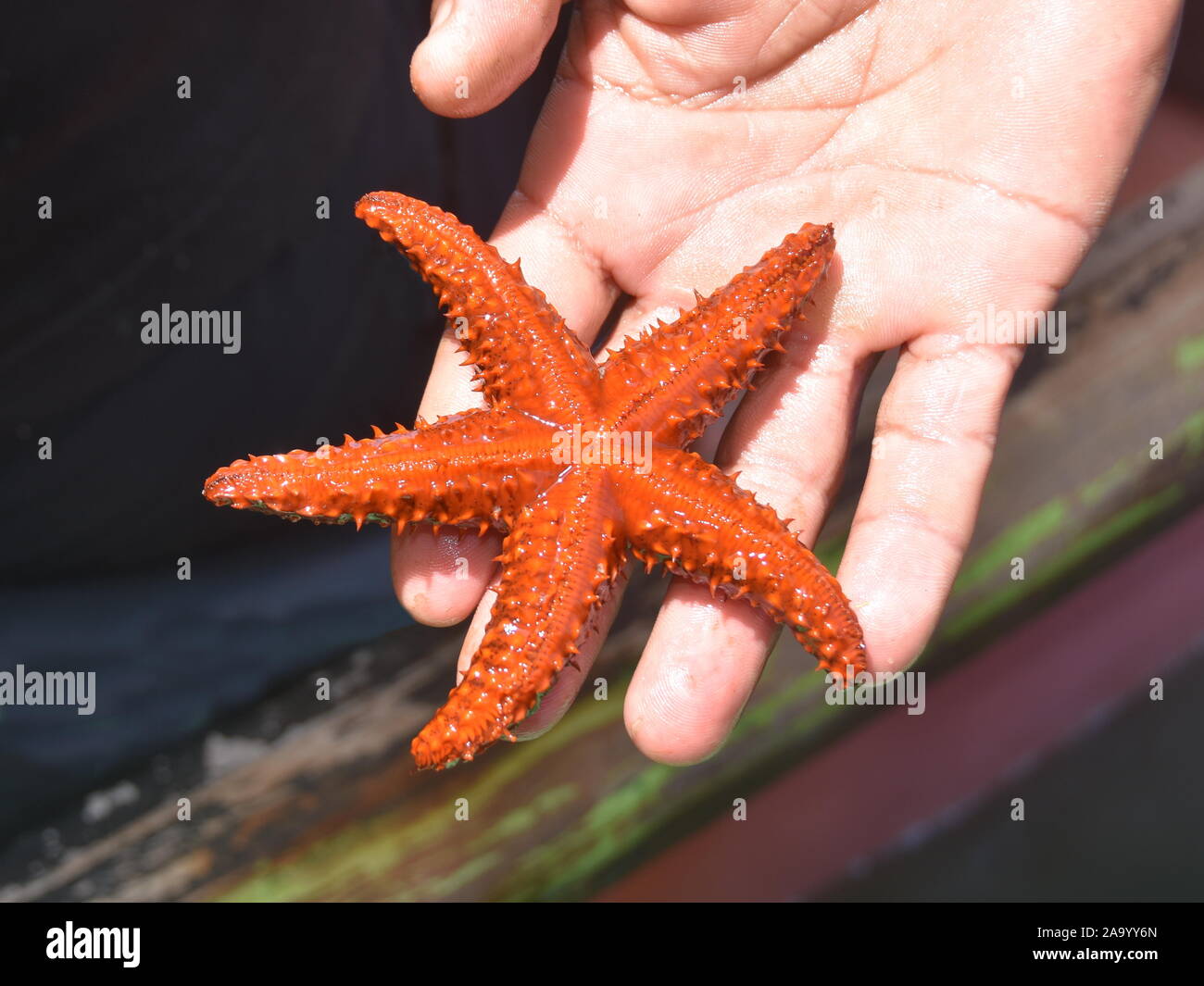 The orange knobby star Echinaster echinophorus in a mans hand Stock ...
