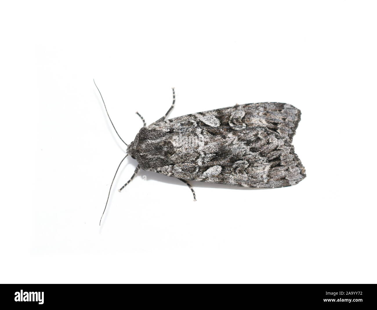 The Great Brocade moth Eurois occulta on white background Stock Photo ...