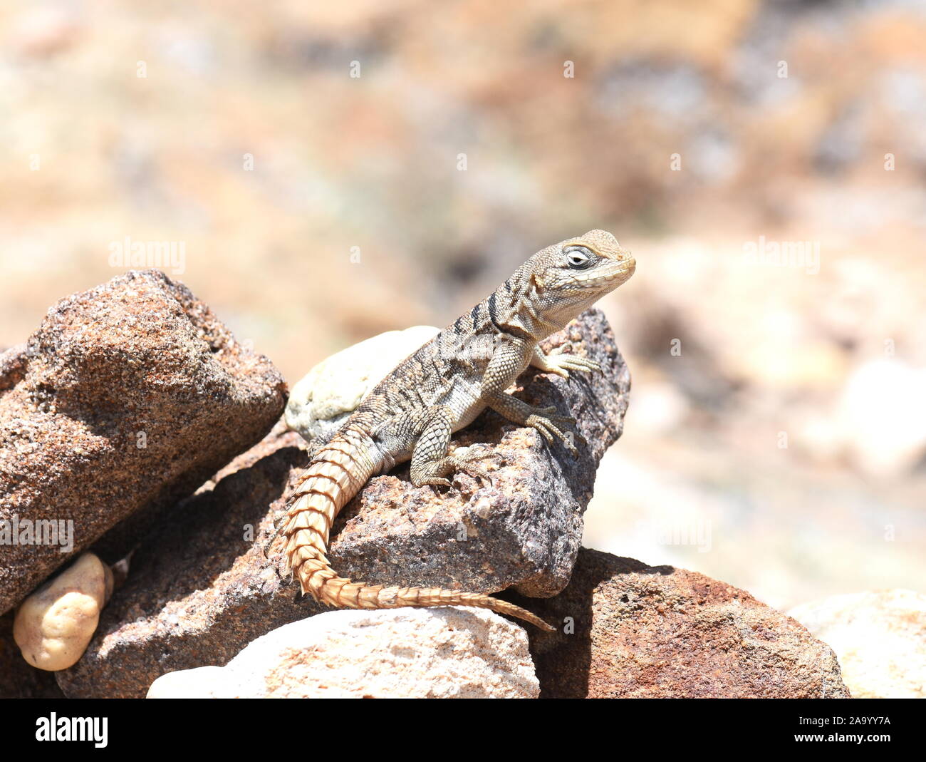 Madagascan wildlife hi-res stock photography and images - Alamy