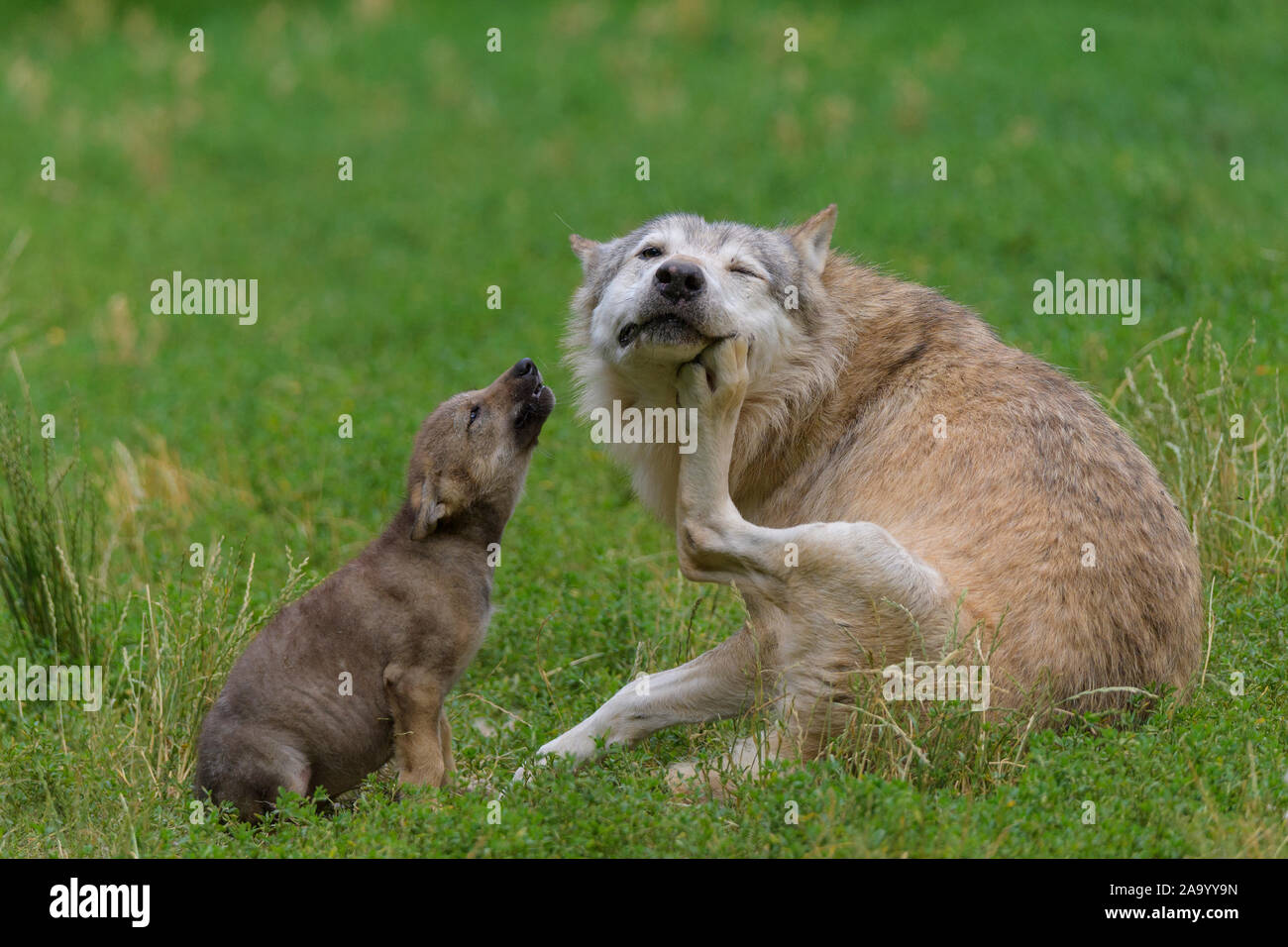 Wolf, Canis lupus, adult with cub Stock Photo - Alamy