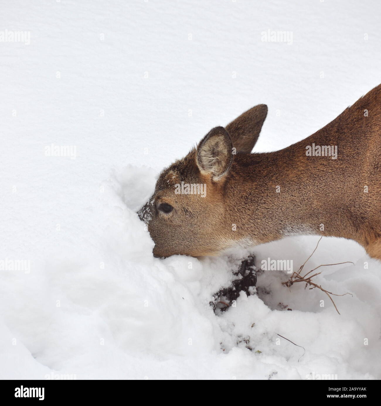 Deer roe capreolus hi-res stock photography and images - Alamy