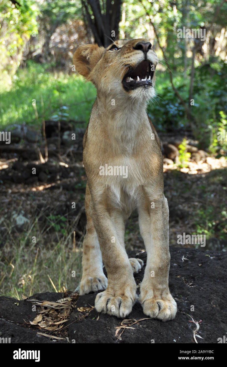 Young lion outdoor Stock Photo - Alamy