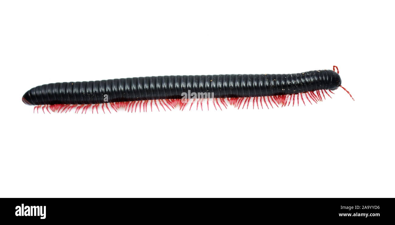 Red millipede hi-res stock photography and images - Alamy