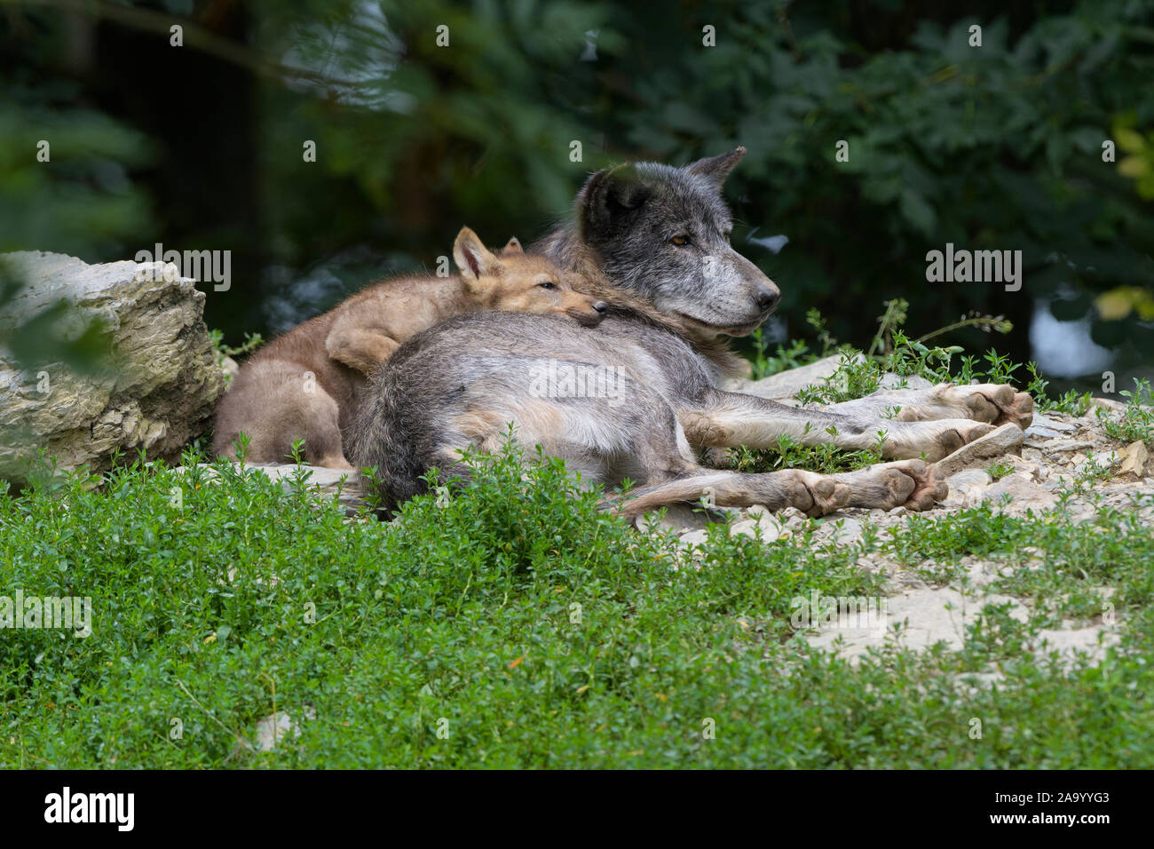 Wolf, Canis lupus, adult with cub Stock Photo - Alamy