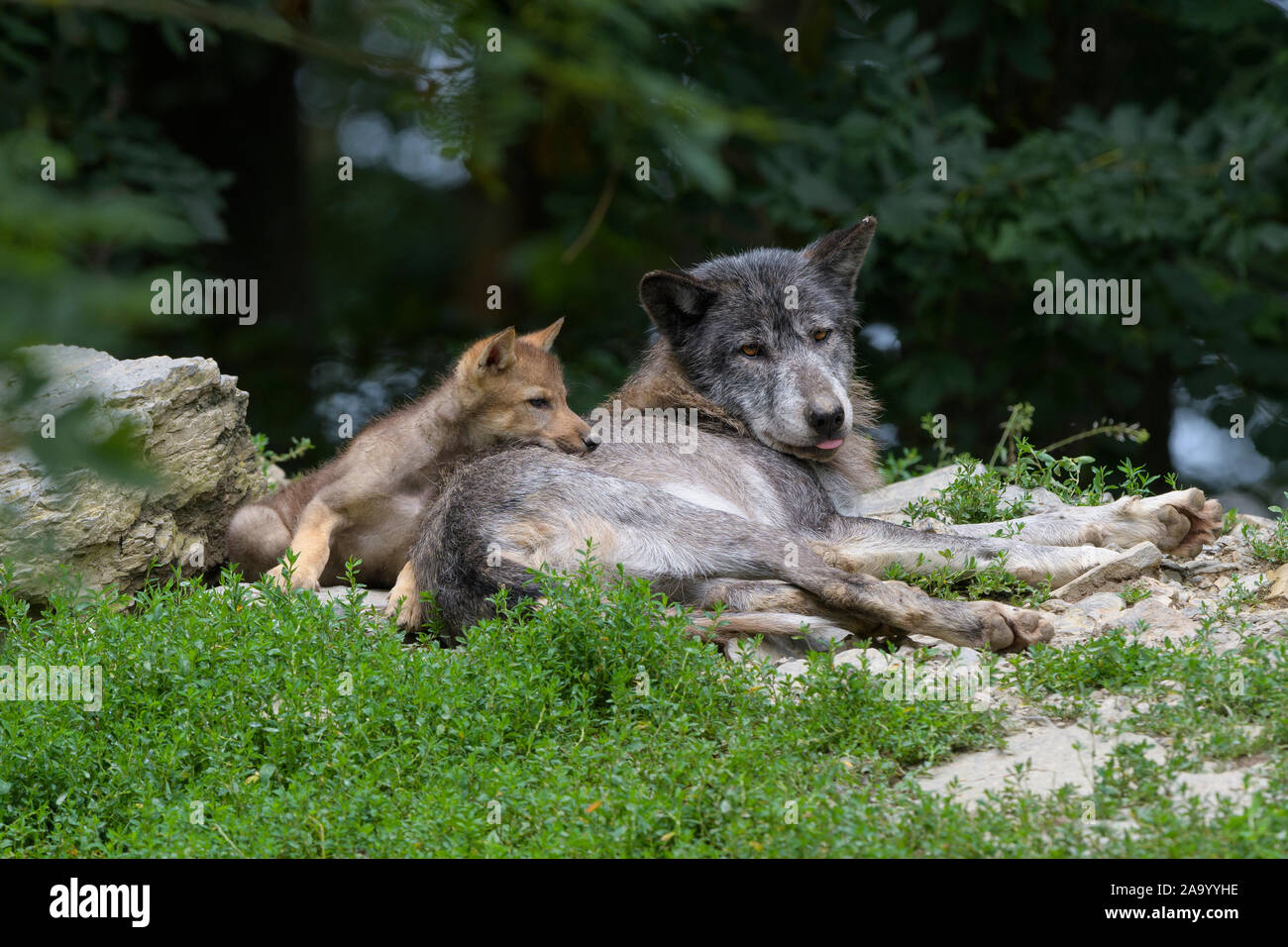 Wolf, Canis lupus, adult with cub Stock Photo - Alamy
