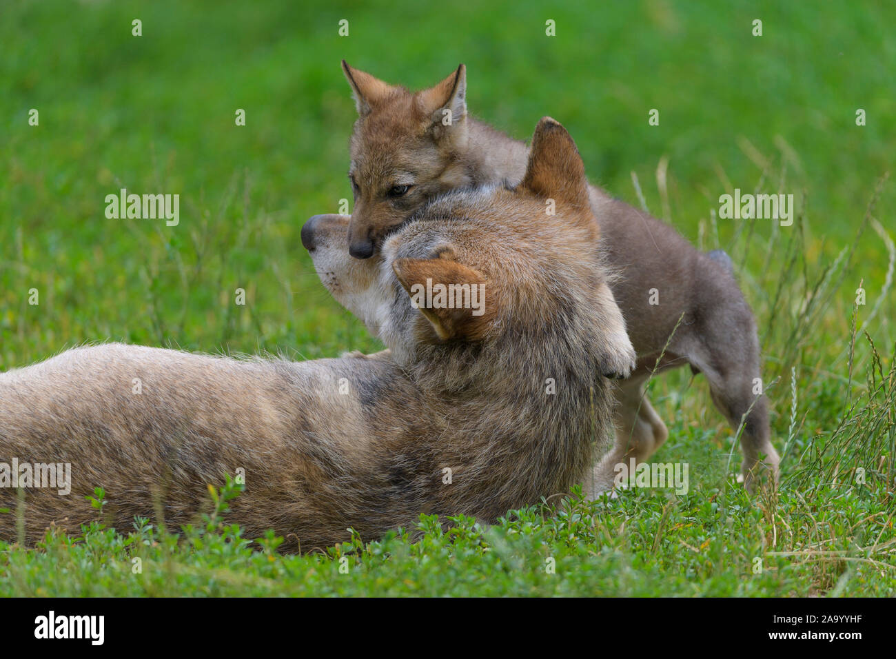 Adult with cub hi-res stock photography and images - Alamy