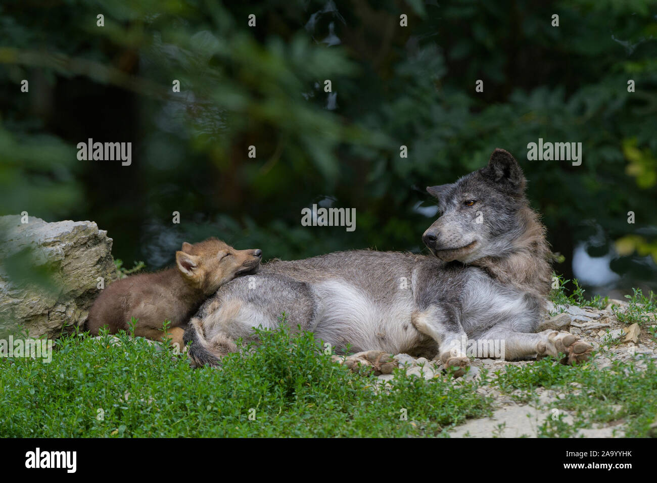 Wolf, Canis lupus, adult with cub Stock Photo - Alamy