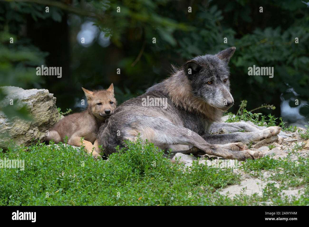 Wolf, Canis lupus, adult with cub Stock Photo - Alamy