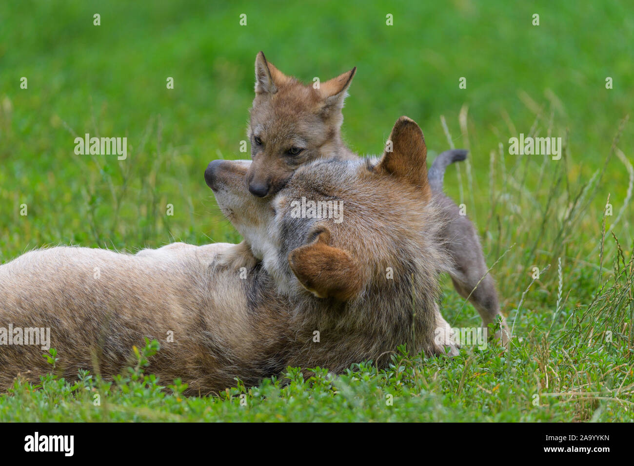 Adult with cub hi-res stock photography and images - Alamy