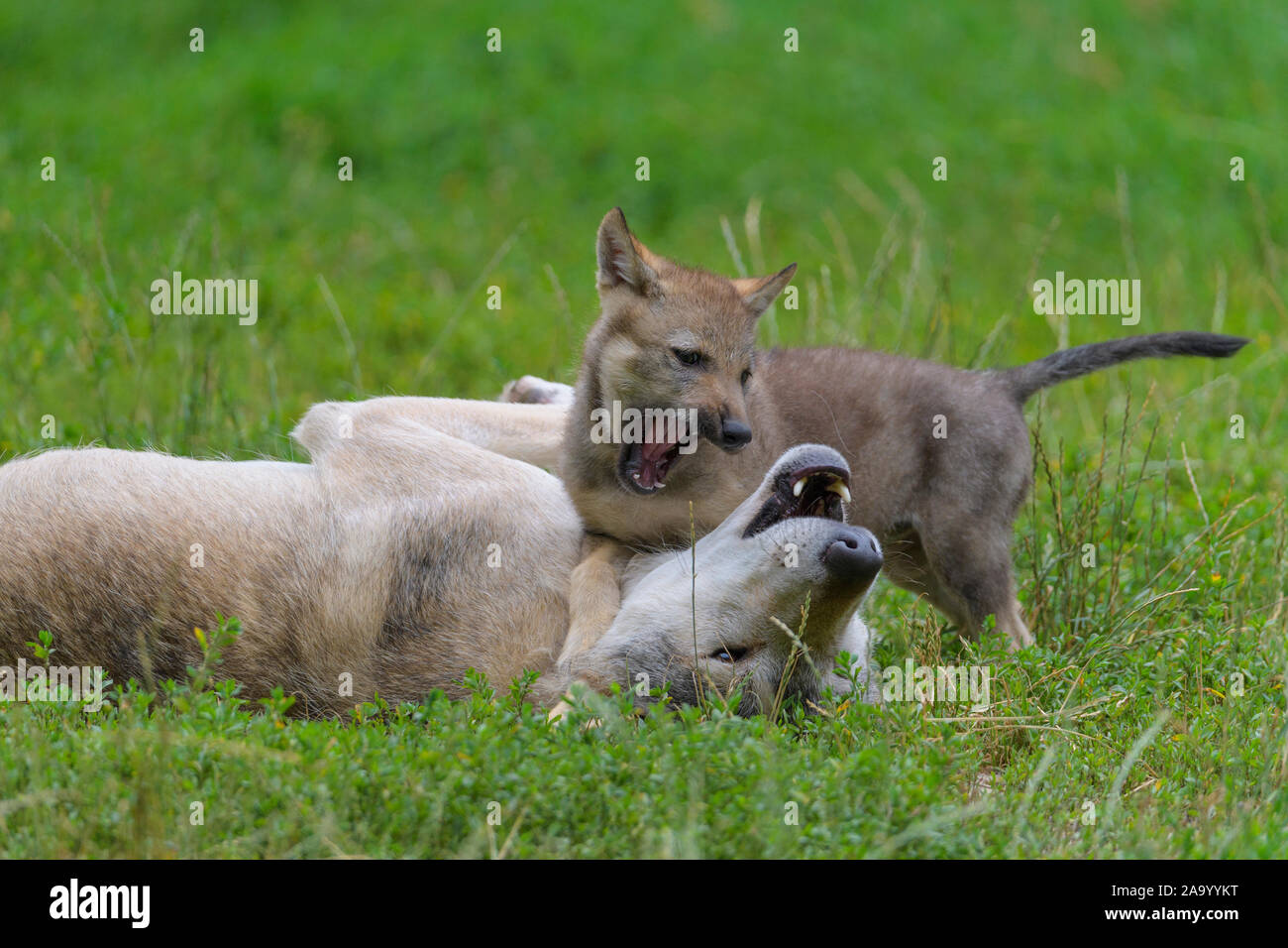 Adult with cub hi-res stock photography and images - Alamy