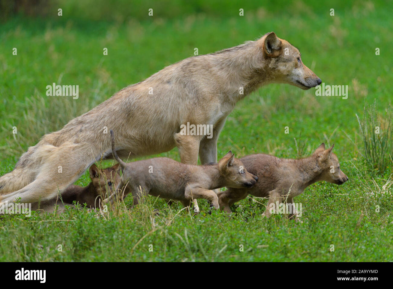 Wolf, Canis lupus, adult with cubs Stock Photo - Alamy