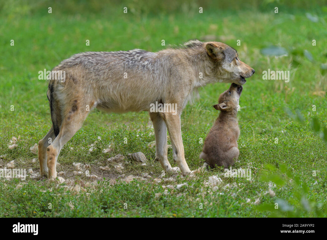 Wolf, Canis lupus, adult with cub Stock Photo - Alamy