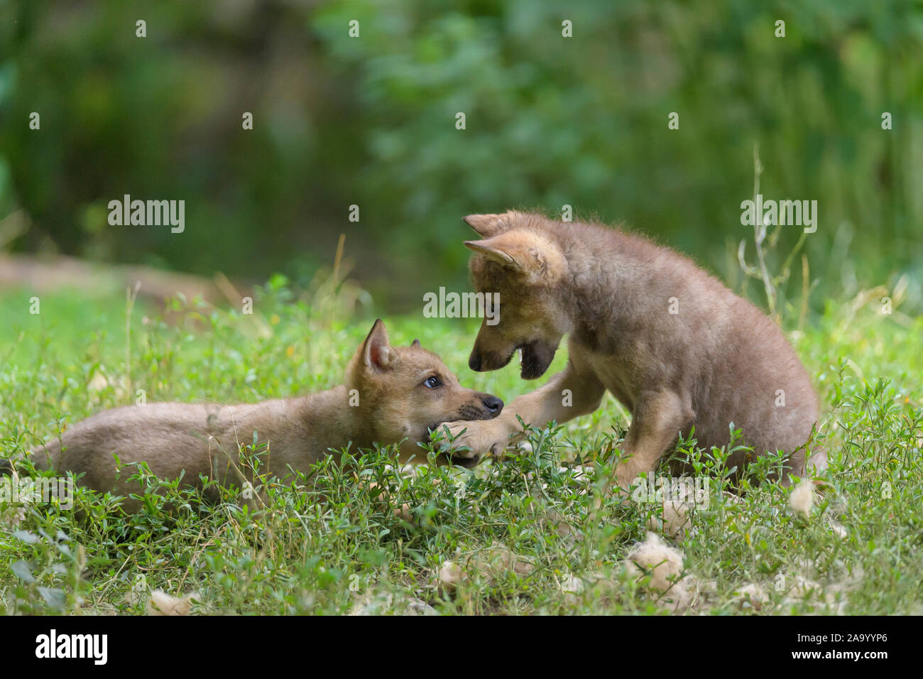 Baby wolf playing hi-res stock photography and images - Alamy