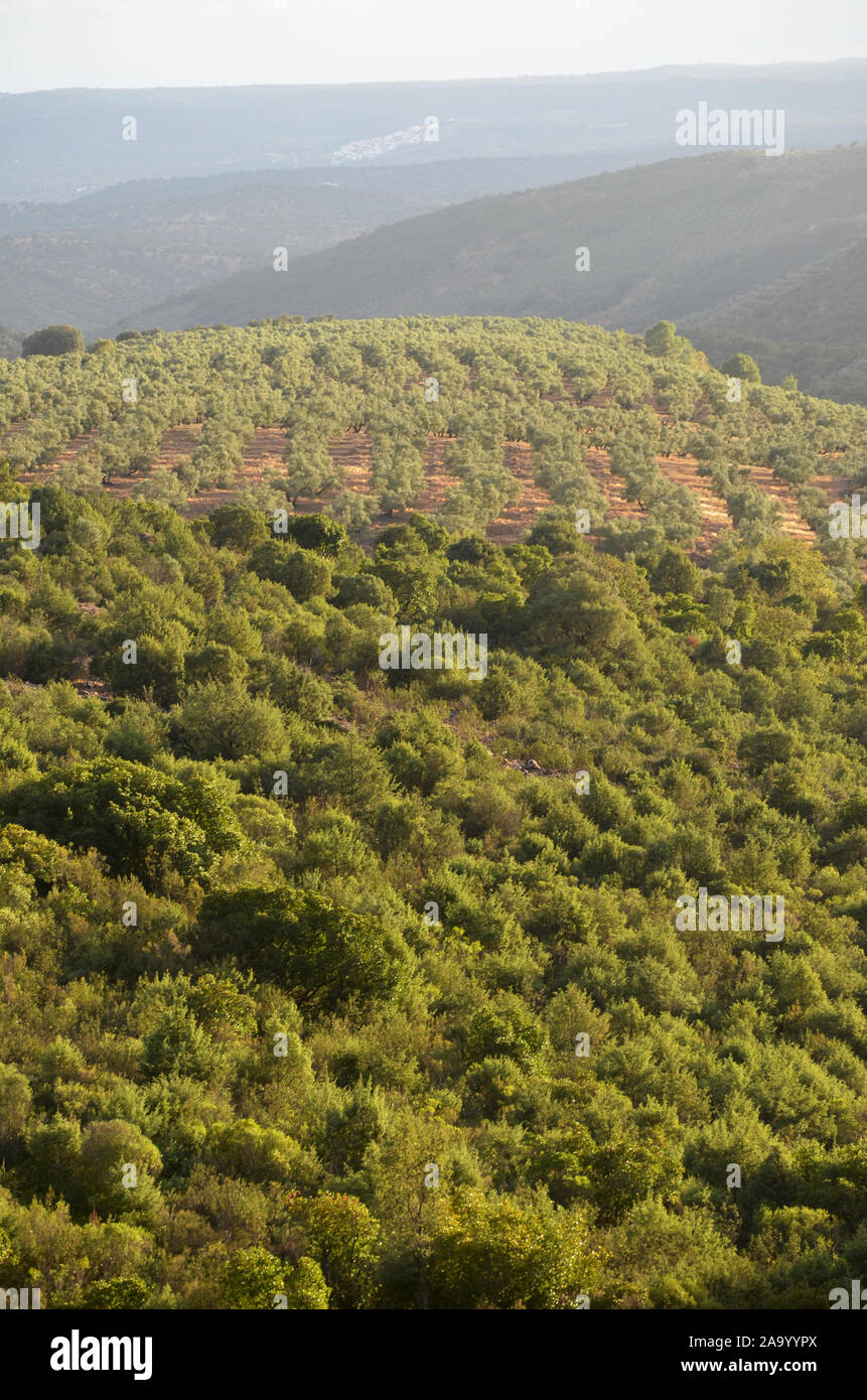 Olive tree groves in Azuel (Cordoba, Andalusia, southern Spain Stock ...