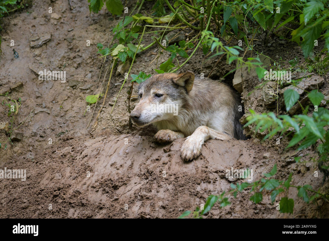 Wolf, Canis lupus, in cave Stock Photo - Alamy