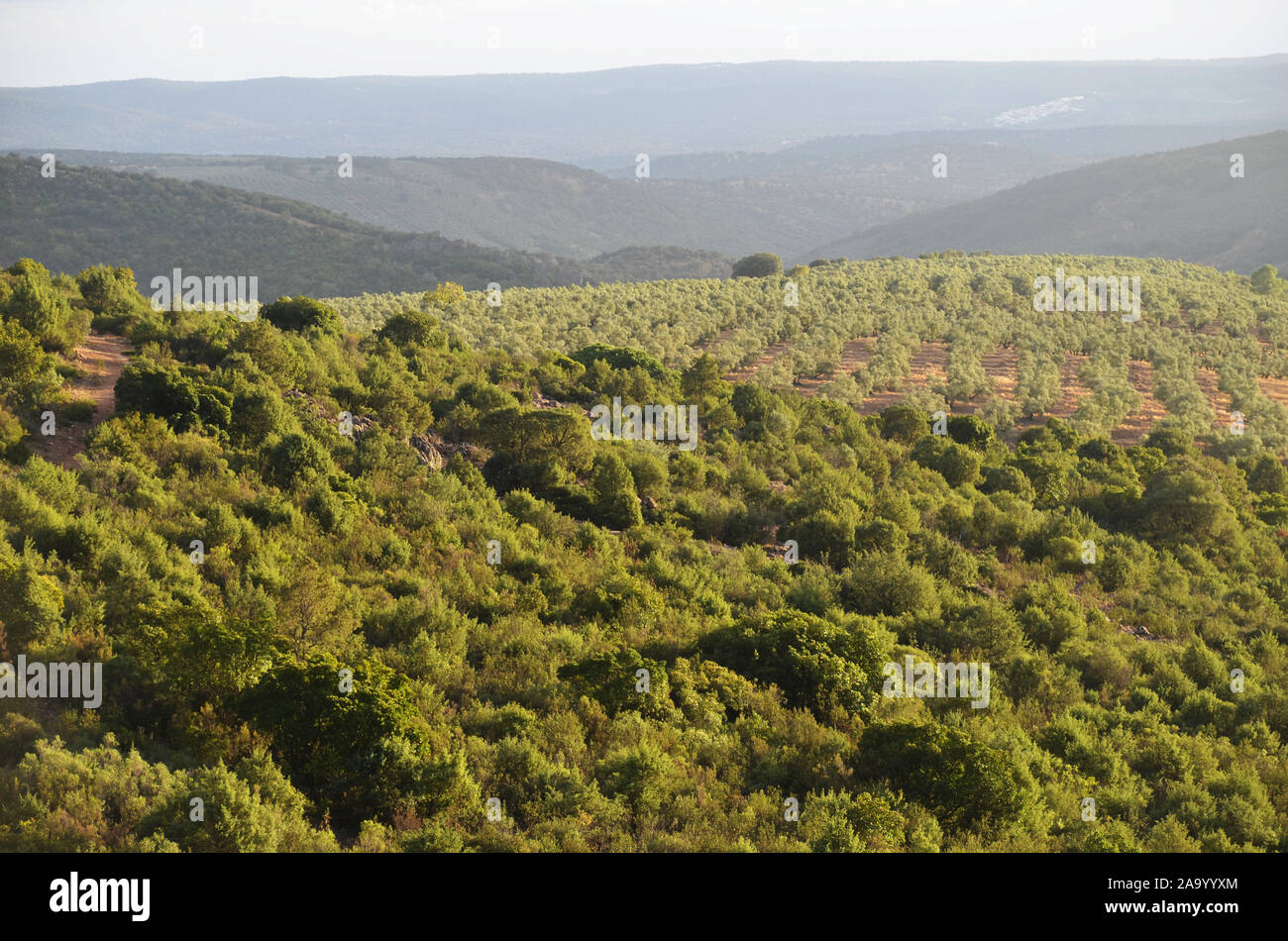 Olive tree groves in Azuel (Cordoba, Andalusia, southern Spain Stock ...