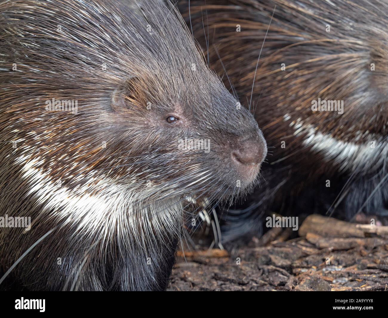 Indian crested porcupine Hystrix indica Stock Photo - Alamy