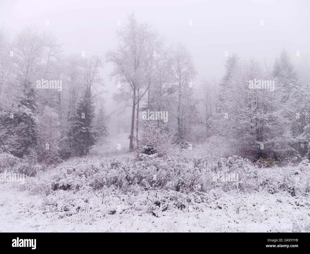 Winter landscape with trees and snow Stock Photo - Alamy