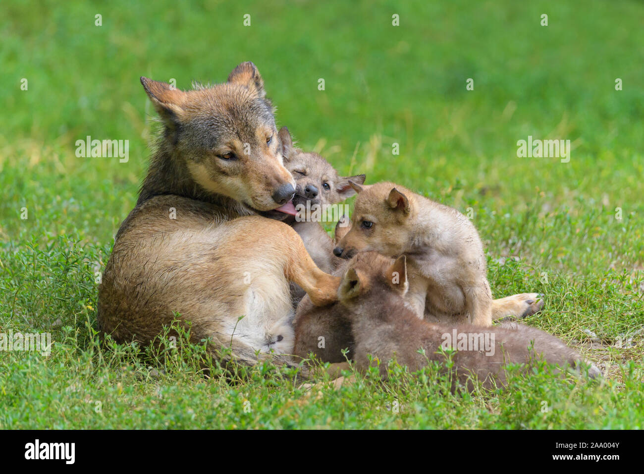 Wolf, Canis lupus, adult with cubs Stock Photo - Alamy