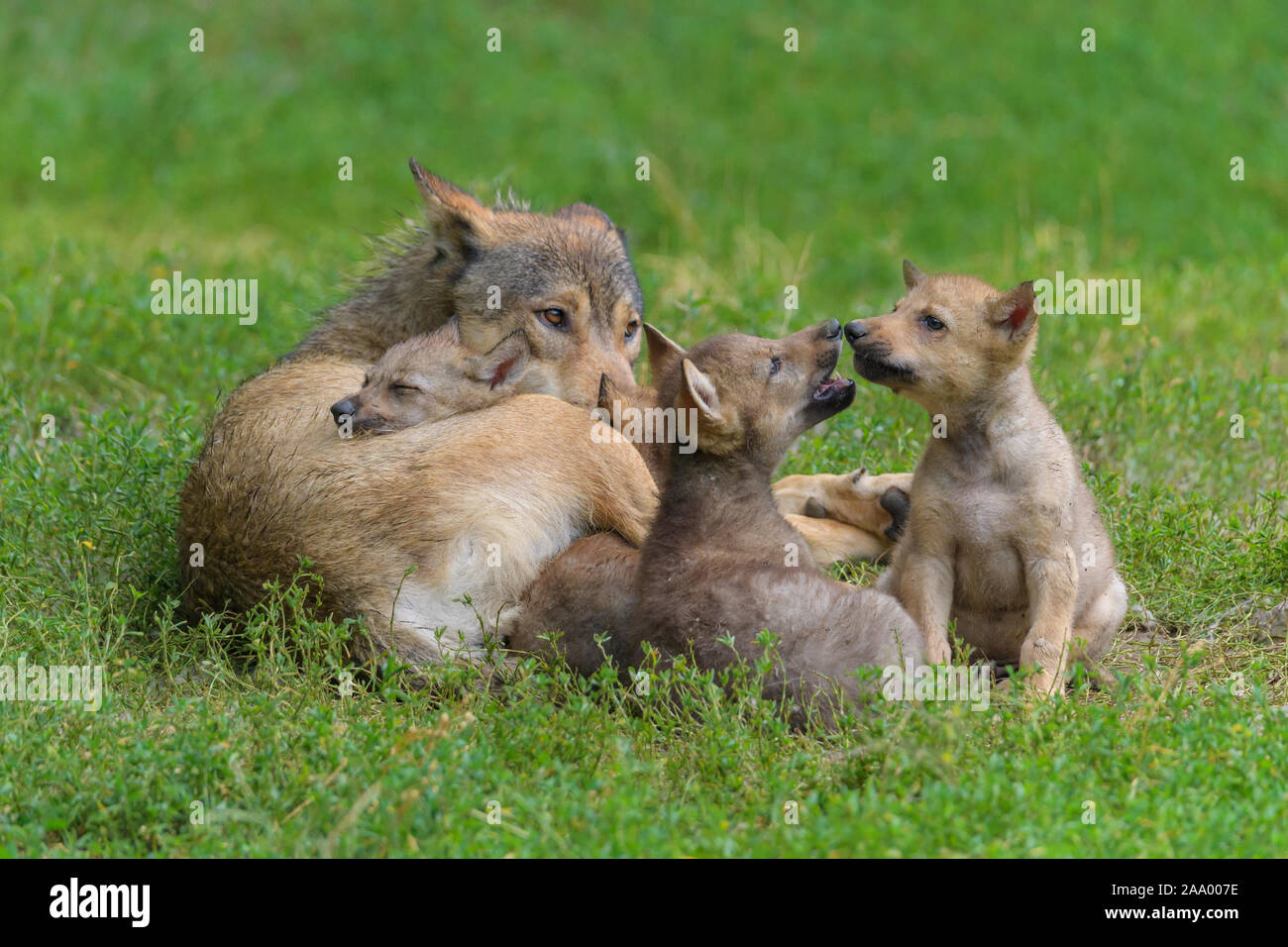 Wolf, Canis lupus, adult with cubs Stock Photo - Alamy
