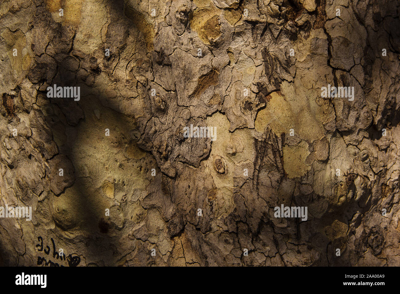 Sycamore wood texture hi-res stock photography and images - Alamy