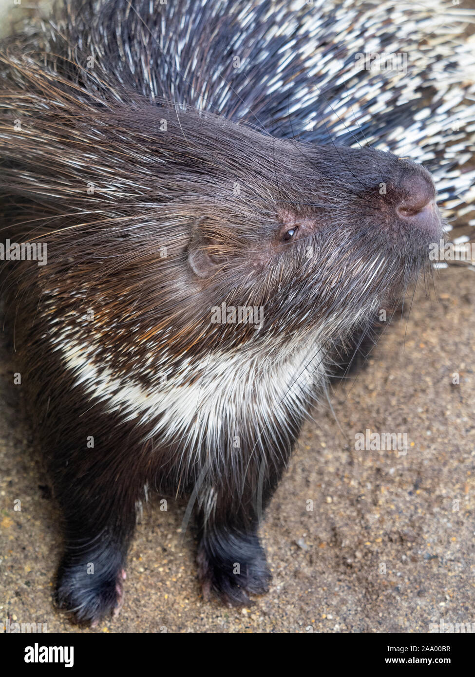 Indian crested porcupine Hystrix indica Stock Photo - Alamy