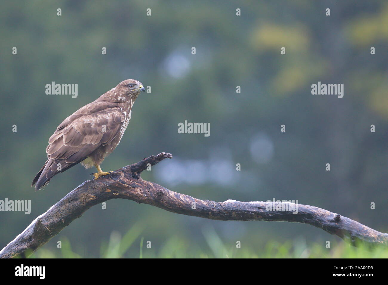 Common buzard hi-res stock photography and images - Alamy