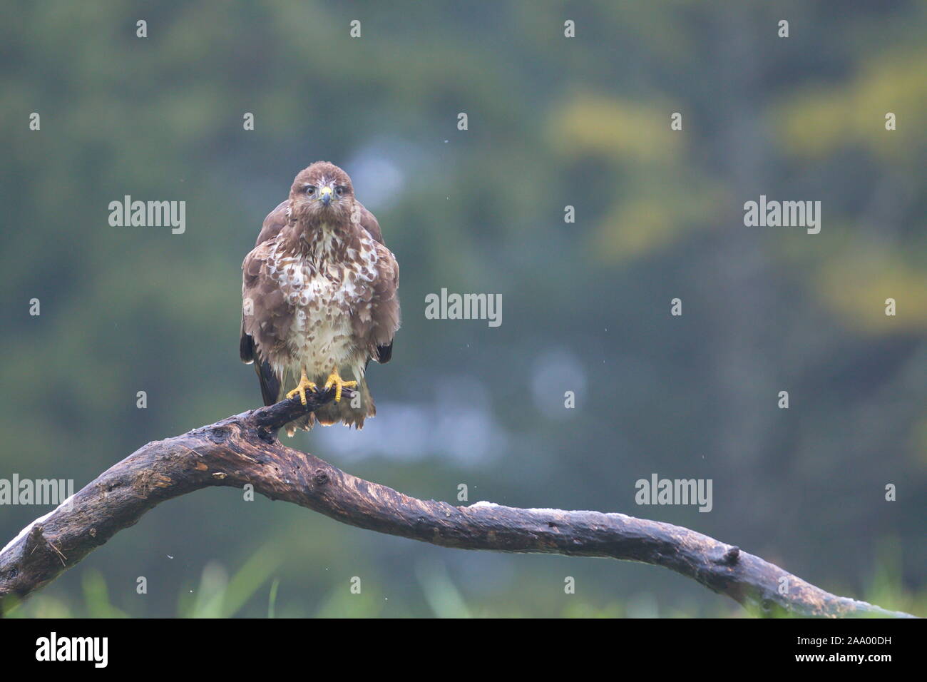 Common buzard hi-res stock photography and images - Alamy