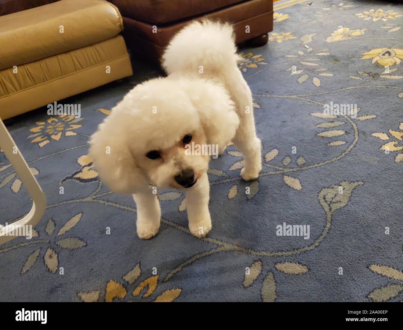 Bichon poodle hi-res stock photography and images - Alamy