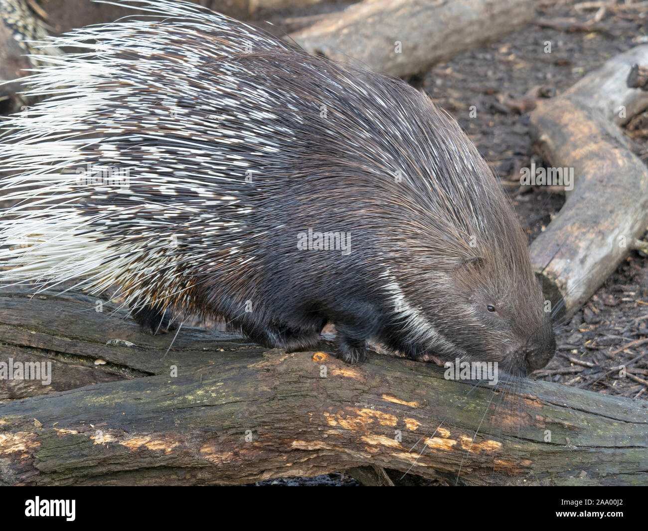 Indian crested porcupine Hystrix indica (captive Stock Photo - Alamy