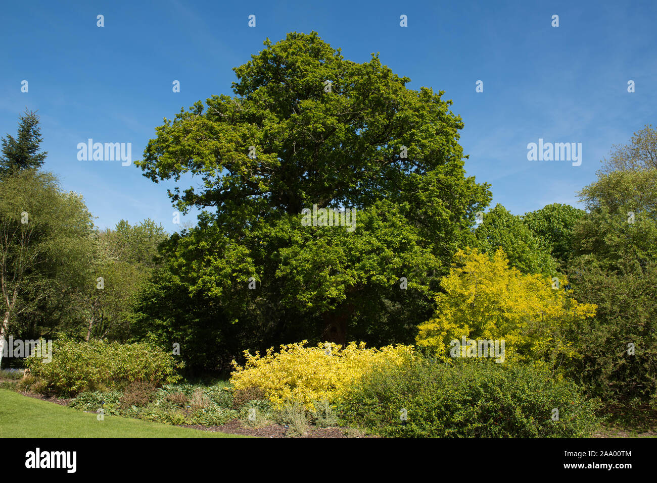 Common pedunculate english oak quercus hi-res stock photography and ...