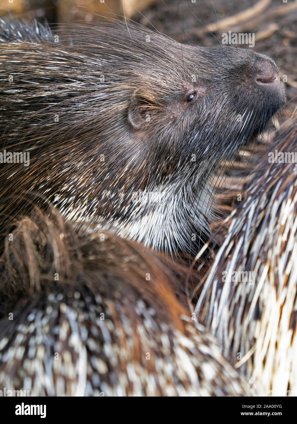 Indian crested porcupine Hystrix indica Stock Photo - Alamy