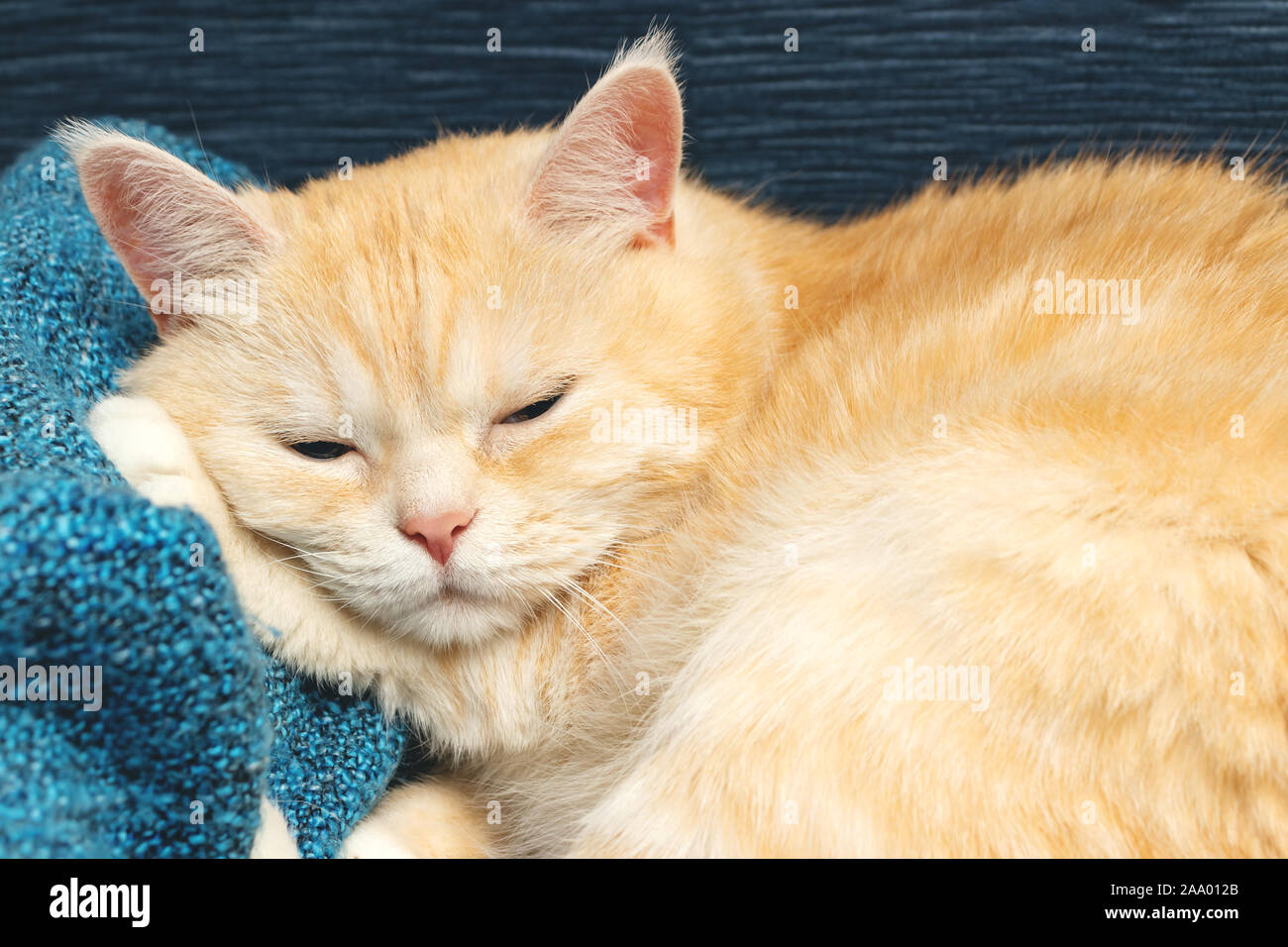 Cream Tabby Cat With Blue Eyes
