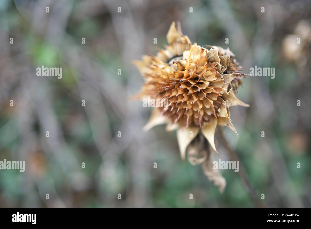 Withered and withered hi-res stock photography and images - Alamy