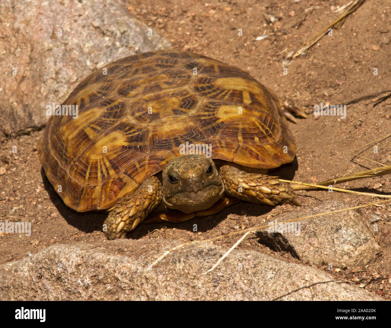 Tornier gustav hi-res stock photography and images - Alamy