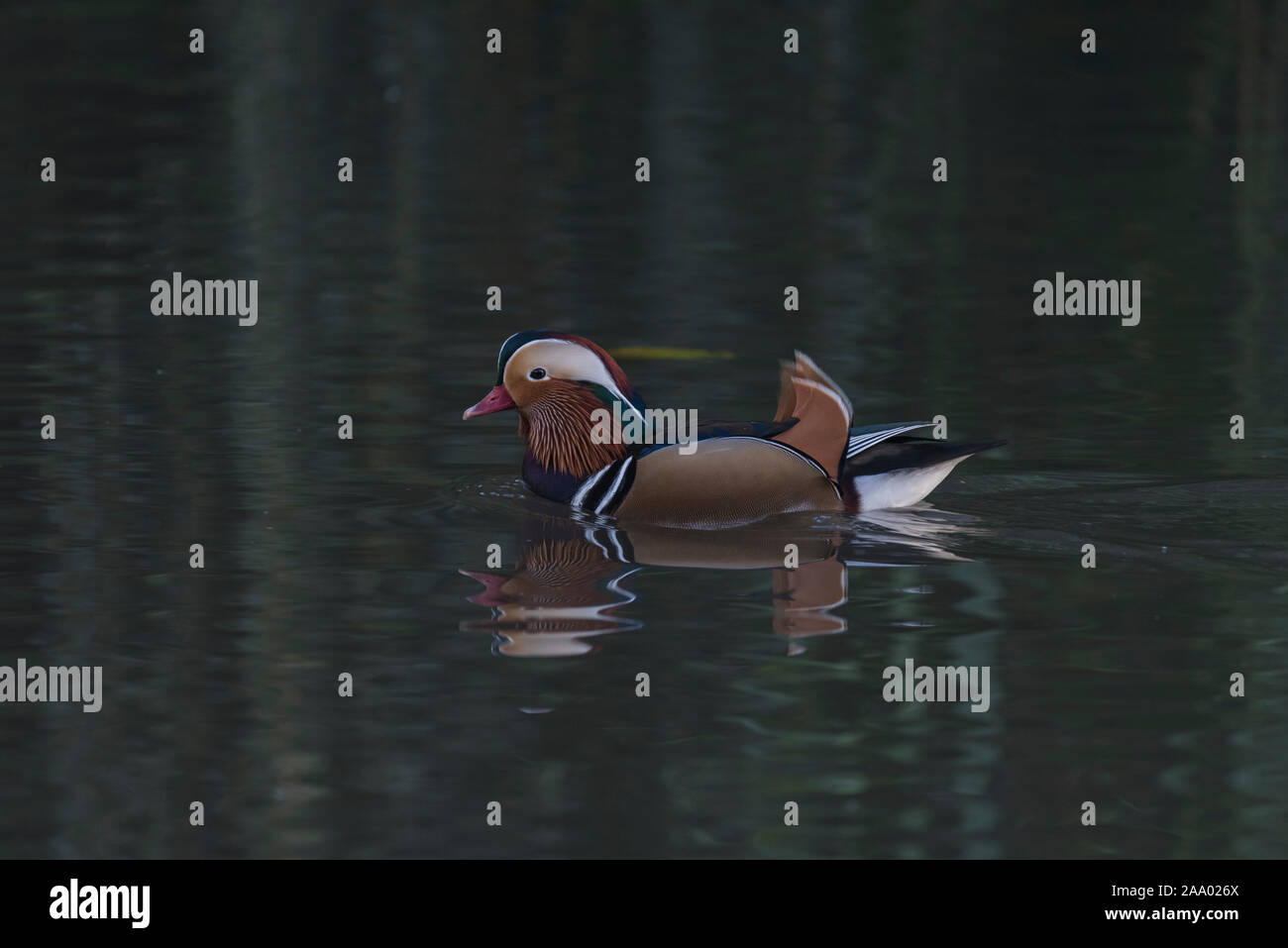 Displaying drake Mandarin Duck (Aix galericulata Stock Photo - Alamy