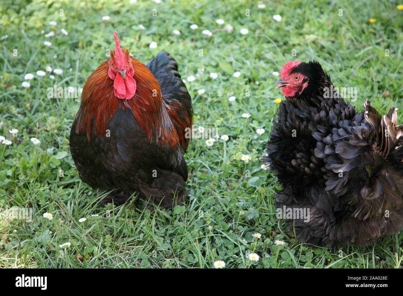 Fat Hen Stock Photos & Fat Hen Stock Images - Alamy