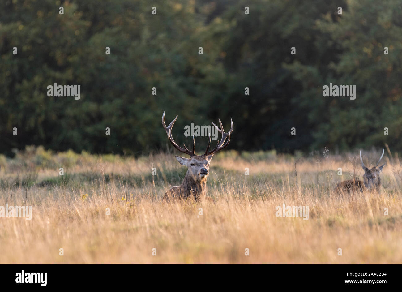 Stag laying down hi-res stock photography and images - Alamy