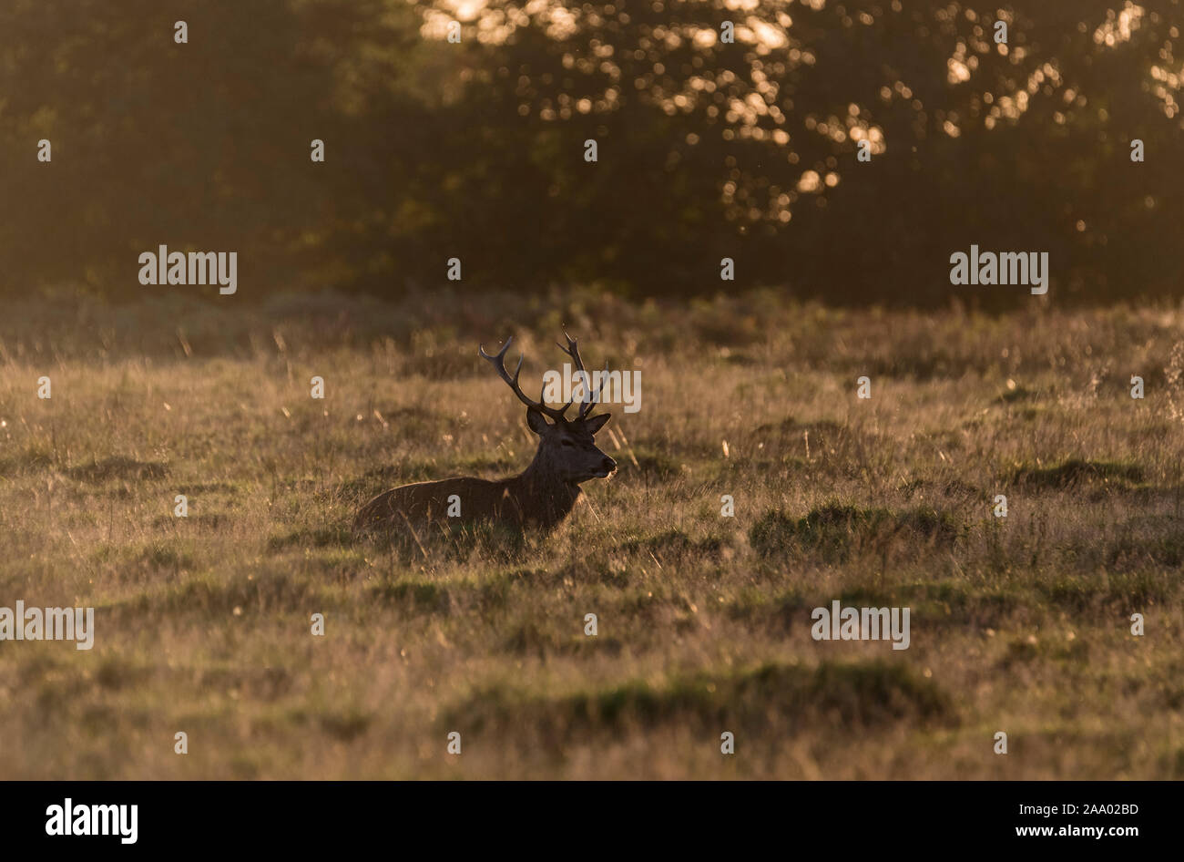 Red deer (Cervus elaphus) stag laying down Stock Photo - Alamy