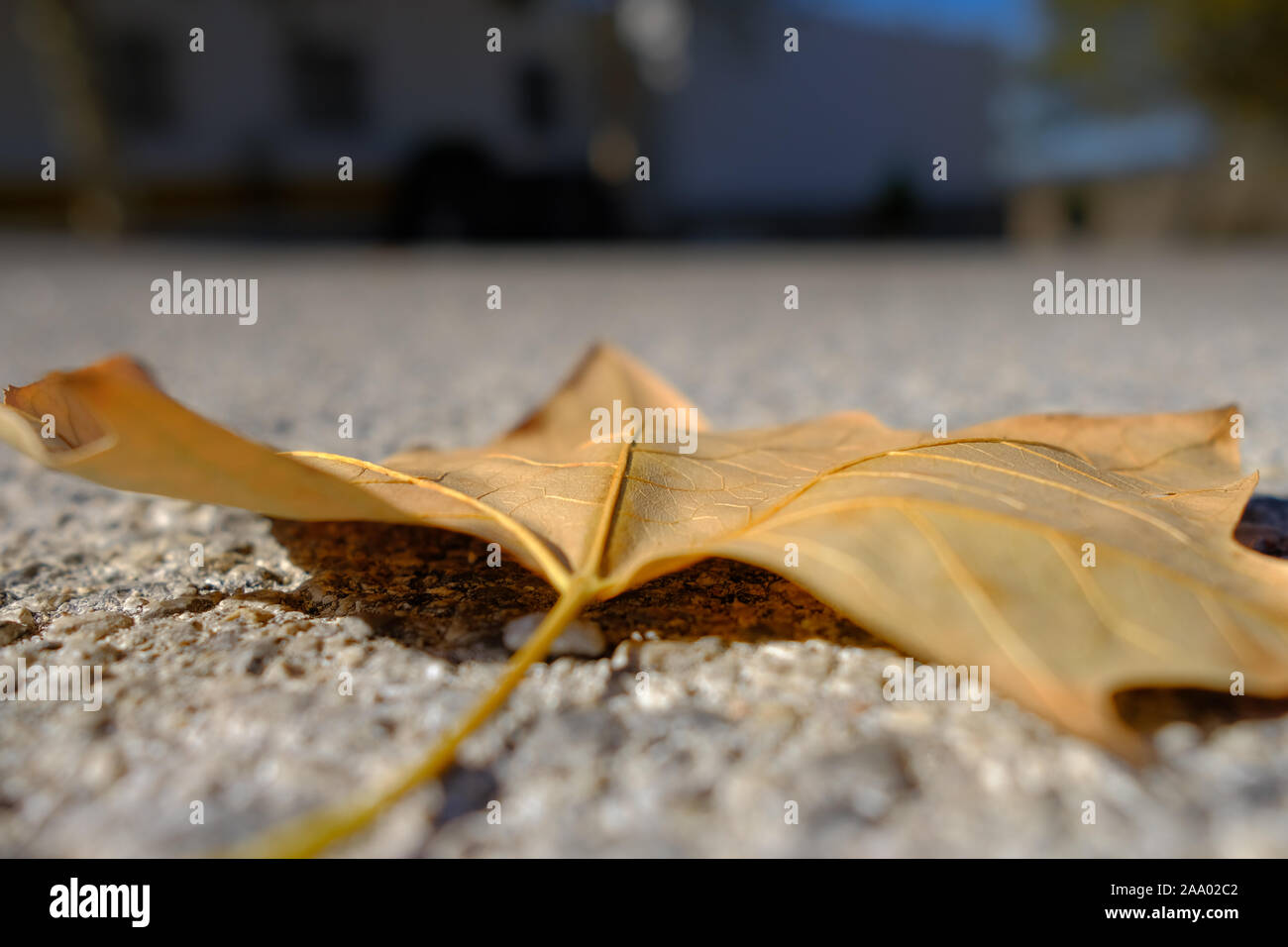 Dead leafs in floor hi-res stock photography and images - Alamy
